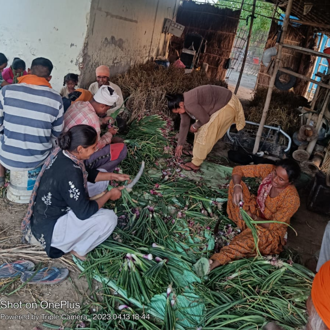 Vipasha Farms